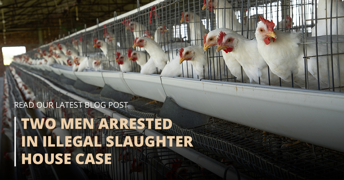 Two men arrested in illegal slaughter house case
